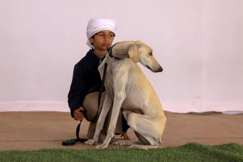 The Saluki: Preserving The Legacy Of A Cultural Treasure