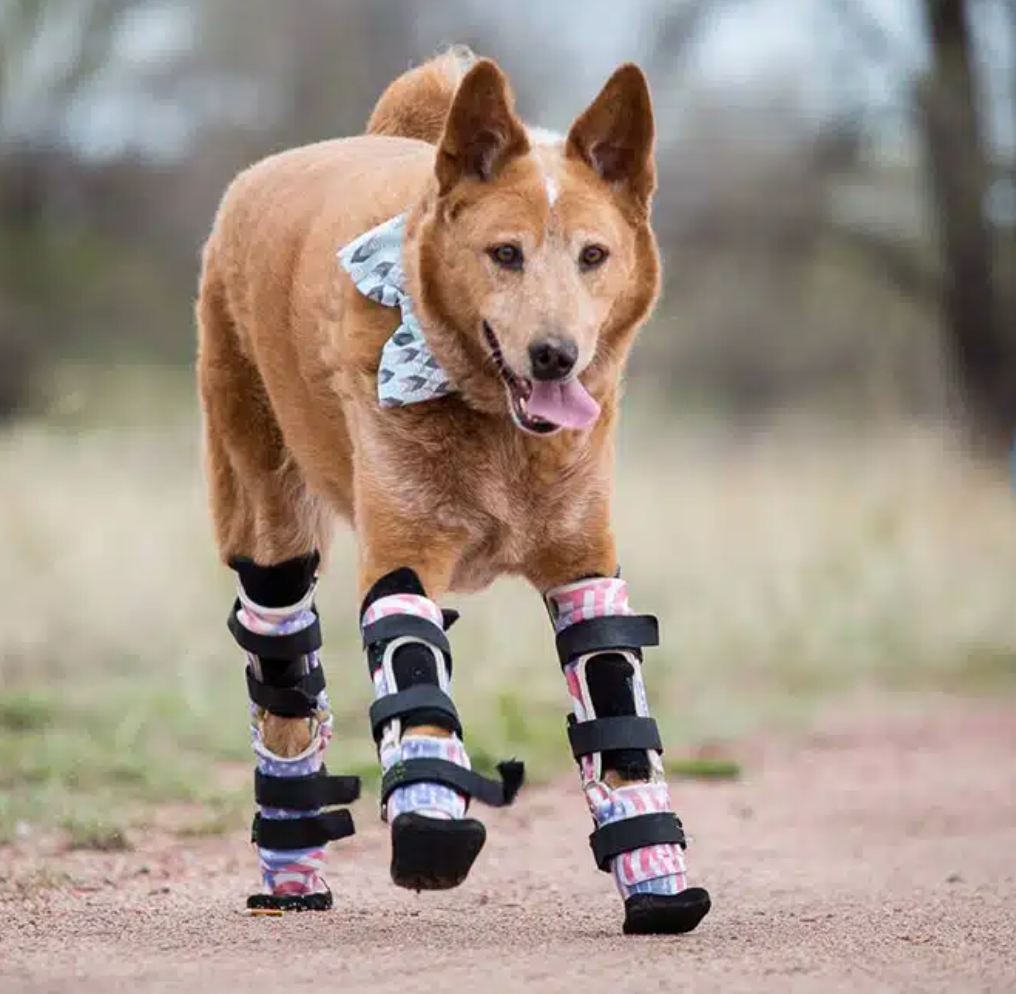 Bionic Dogs: The Rise of Canine Prosthetics