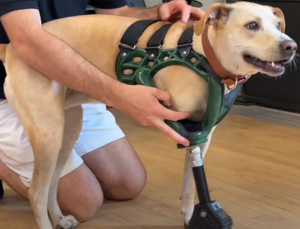 Bionic Dogs: The Rise of Canine Prosthetics