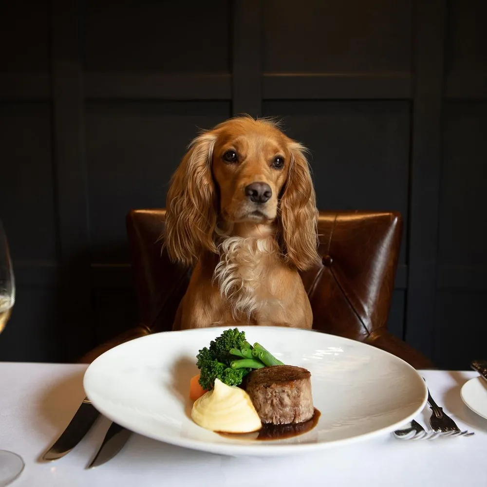 Canine Cuisine: The World's Twenty Best Dog Food Menus