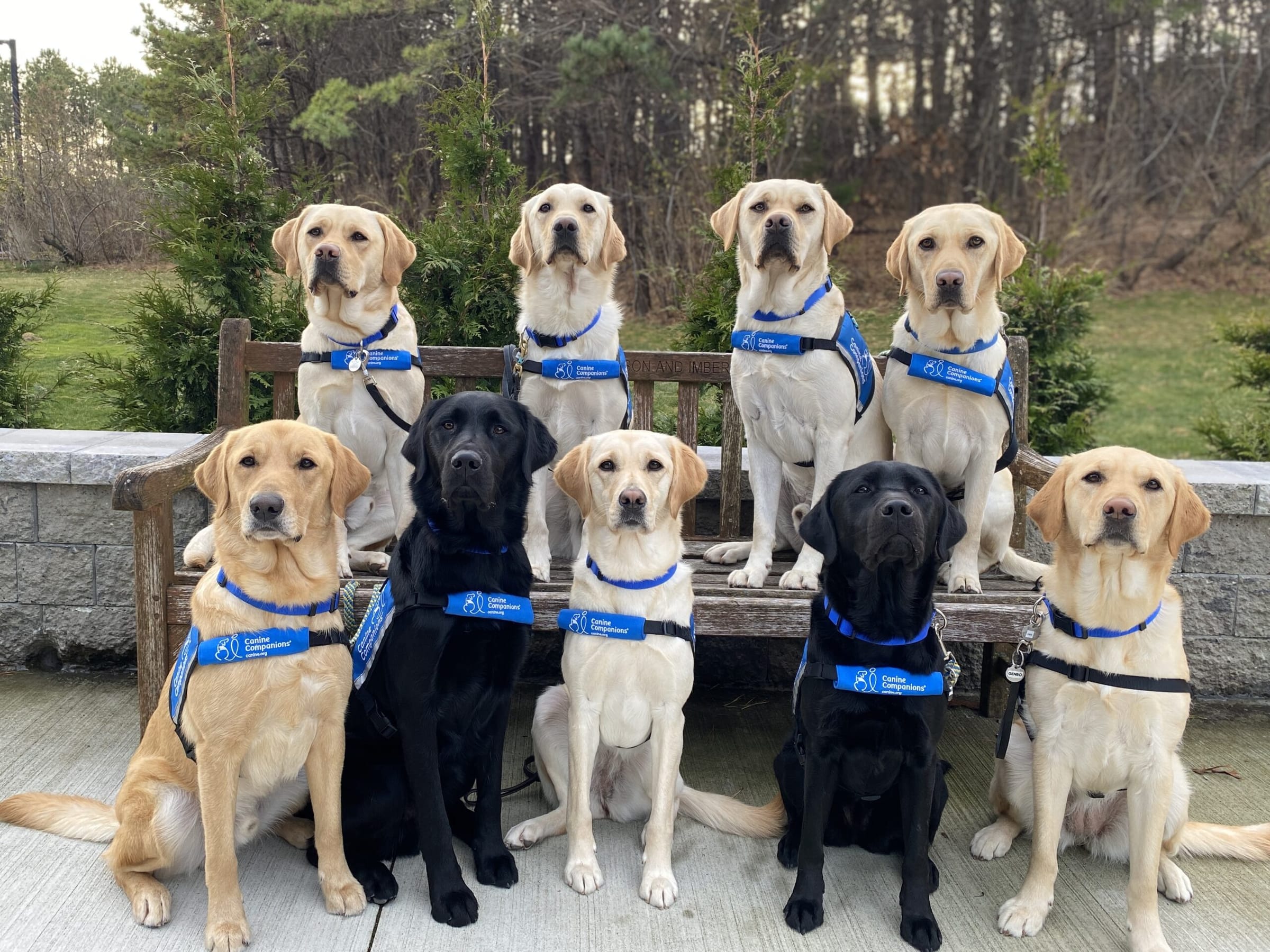 Charles Schulz: The Cartoonist Who Helped Spark a Service Dog Movement