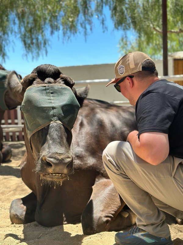 The Animal Welfare Investigation Project: Shining a Light on Illegal ...